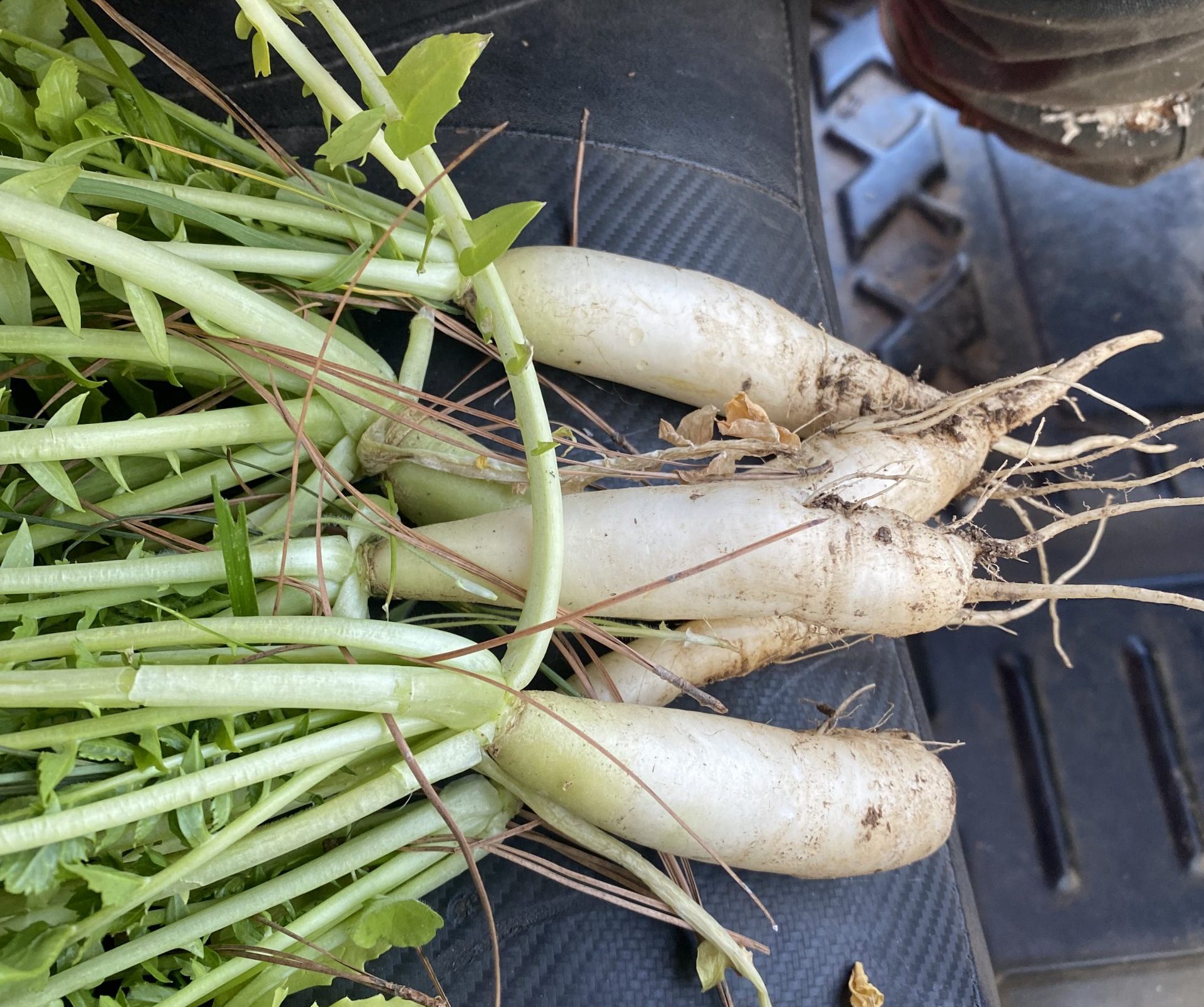 Clover, Winter Peas, Daikon Radish & Rye in the Ground - Wren Farms