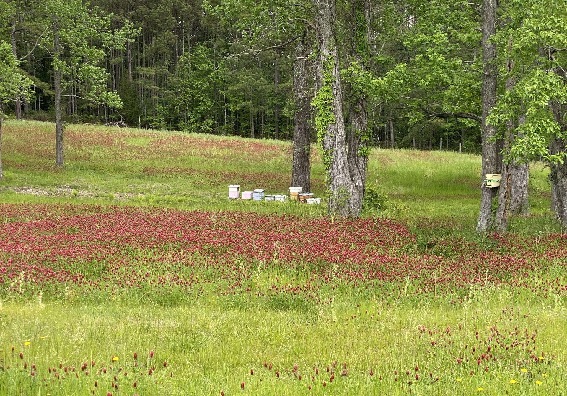 Clover, Winter Peas, Daikon Radish & Rye in the Ground - Wren Farms