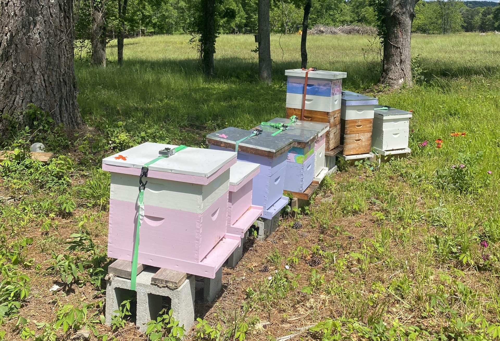 Apiary - Wren Farms
